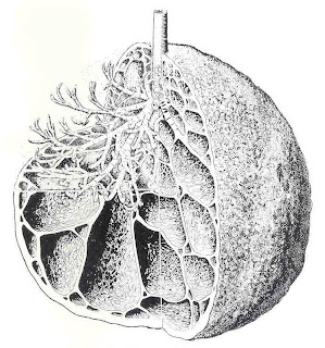 The Echinoblog: GIANT, floaty, swimmy fossil CRINOIDS! The Dinosaurs of ...