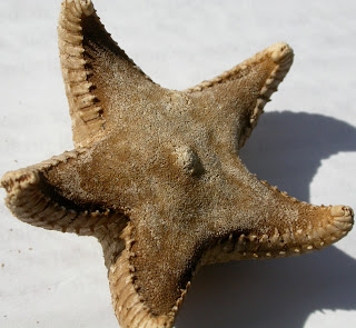 The Echinoblog: Mystery of the Mud Star: Ctenodiscus REVEALED!!