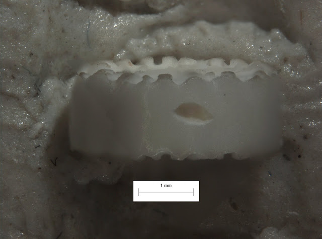 The Echinoblog: When Sea Urchins ATTACK!!! Crinoid EVASION=Crinoid ...