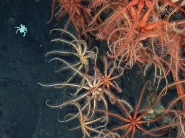 The Echinoblog: The world's OLDEST MULTI-ARMED Starfish!! A lesson in ...