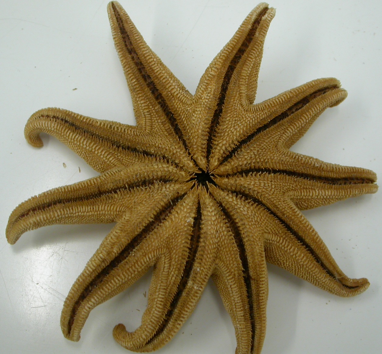 The Echinoblog: The world's OLDEST MULTI-ARMED Starfish!! A lesson in ...