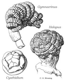 The Echinoblog: Crinoid Crazy!! Let's Meet Holopus!