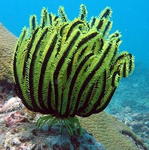 The Echinoblog: Crinoid Crazy!! Let's Meet Holopus!