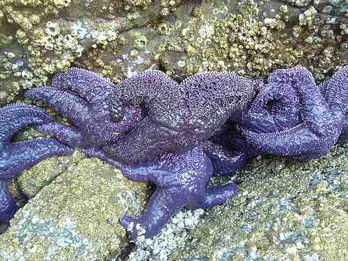 The Echinoblog: Why is Pisaster ochraceus (aka ochre star) so many ...