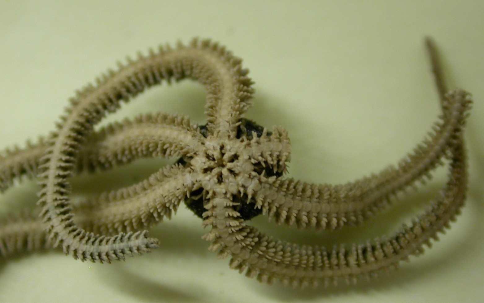 The Echinoblog: "The Most Common brittle star in the world"?? The ...