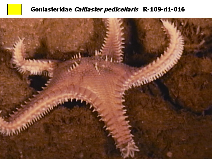 The Echinoblog: Starfish from Deep-Sea Hawaii- What Lives Below A ...