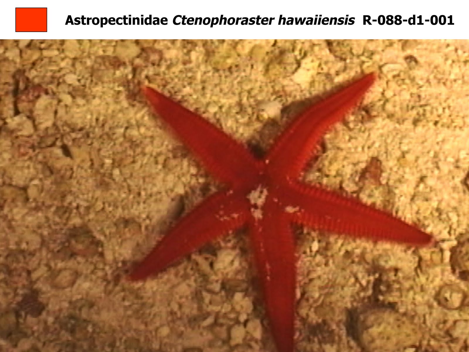 The Echinoblog: Starfish from Deep-Sea Hawaii- What Lives Below A ...