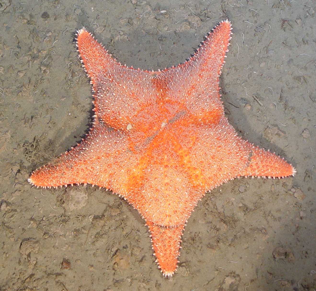 The Echinoblog: Deep-Sea Coral Starfish PREDATORS! New Genus! New ...