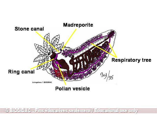 The Echinoblog: Secrets of the Starfish Sieve Plate & Madreporite ...