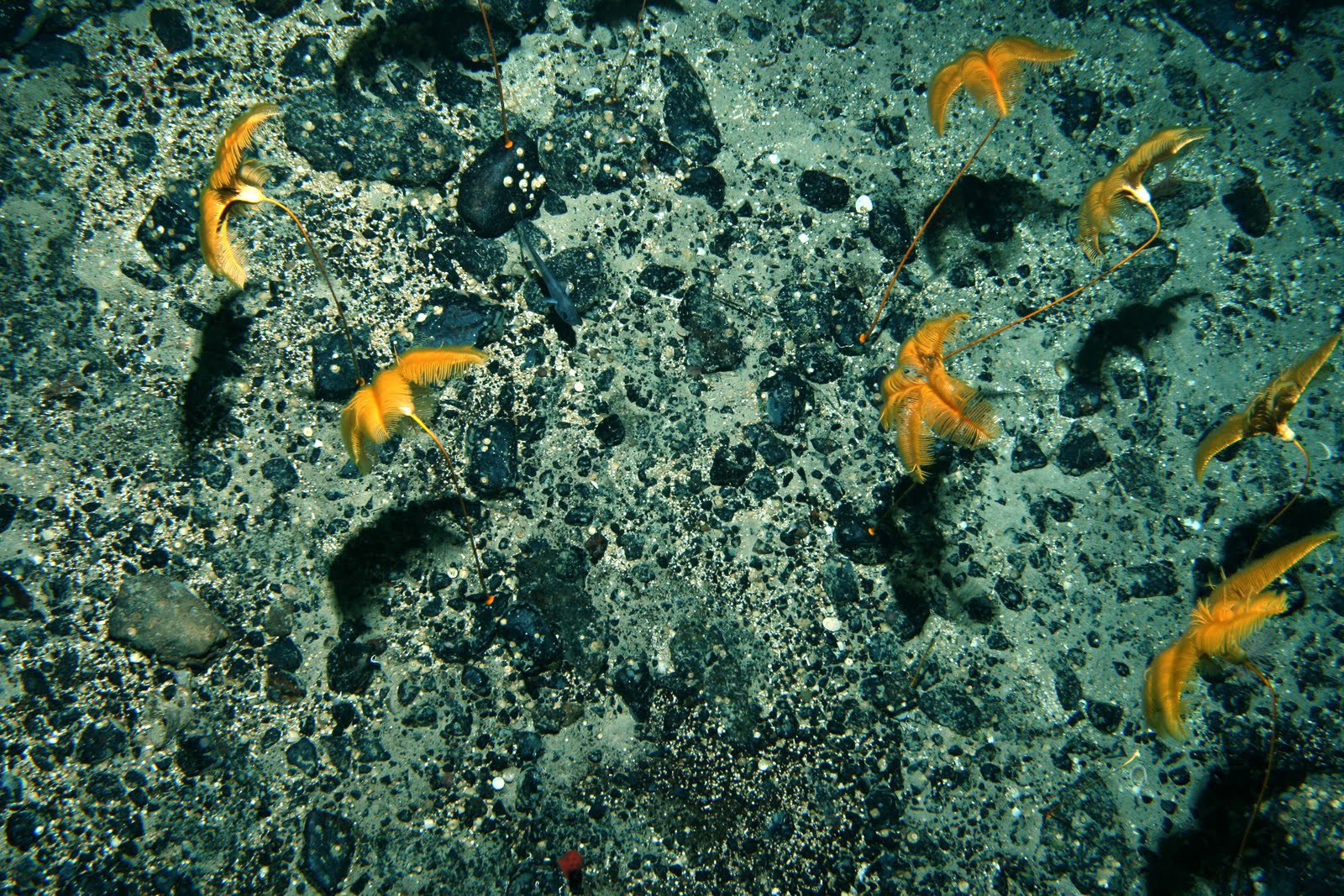 The Echinoblog: The Lost World: The biology of echinoderm "living ...