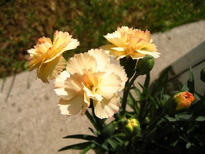 I do ... Inspiration: Floral Friday - Ivory Edition