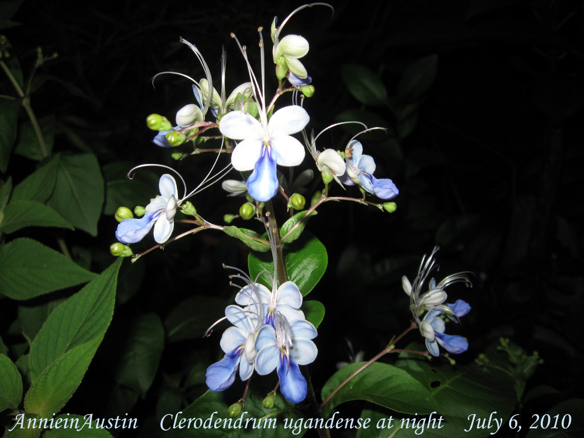 The Transplantable Rose: Blue Butterfly Bush Clerodendrum ugandense