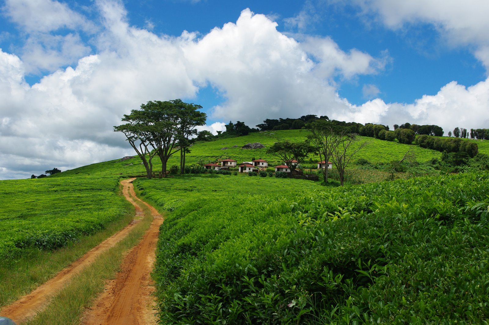 Mashamba Ya Tanzania/ Tanzanian Farms | SkyscraperCity Forum