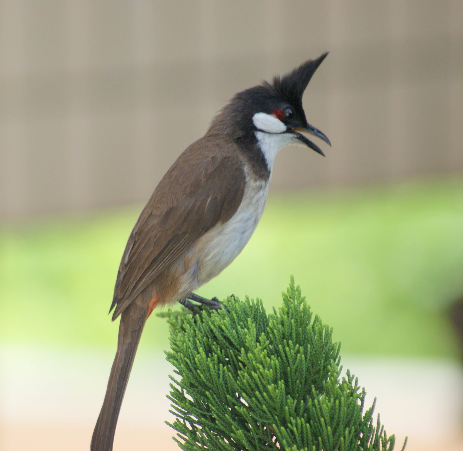 Photographic Wildlife Stories in UK/Hong Kong: My neighbours---a pair ...