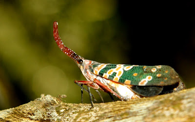 Photographic Wildlife Stories in UK/Hong Kong: Lantern Bug