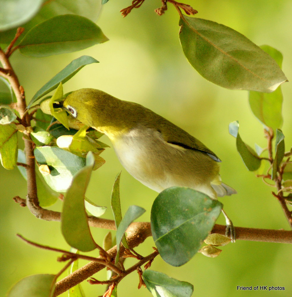 Photographic Wildlife Stories in UK/Hong Kong: Winter birds in Hong Kong