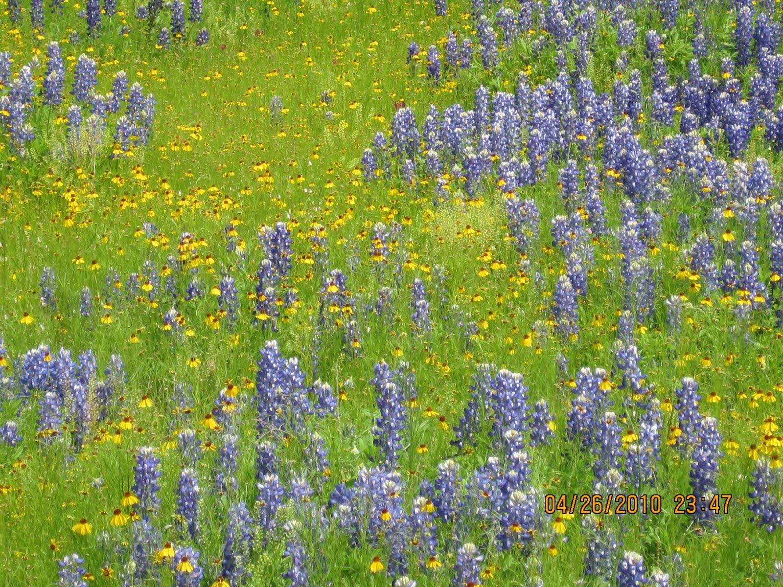 Texas Hill Country Spring 2010: Texas Hill Country Wild Flowers