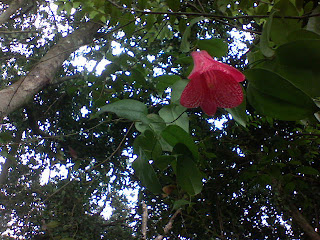 Chaitenvivo: Copihue Rojo.