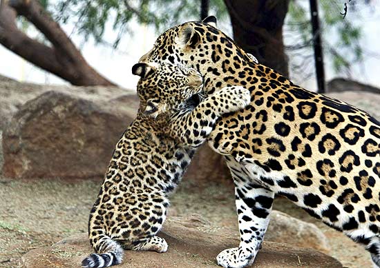 Animais que Amamos: ONÇA PINTADA - Animal em extinção