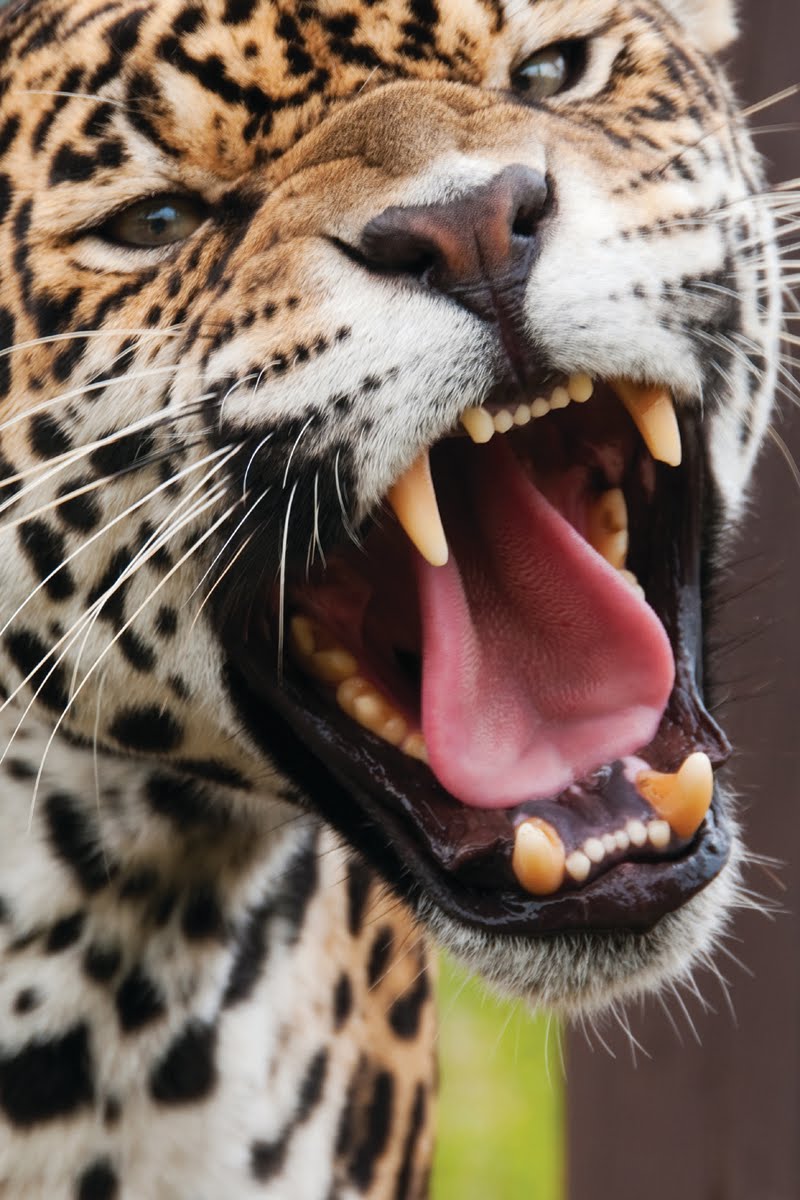 BIOSFERA: "Onça-pintada"... O maior felino das américas!