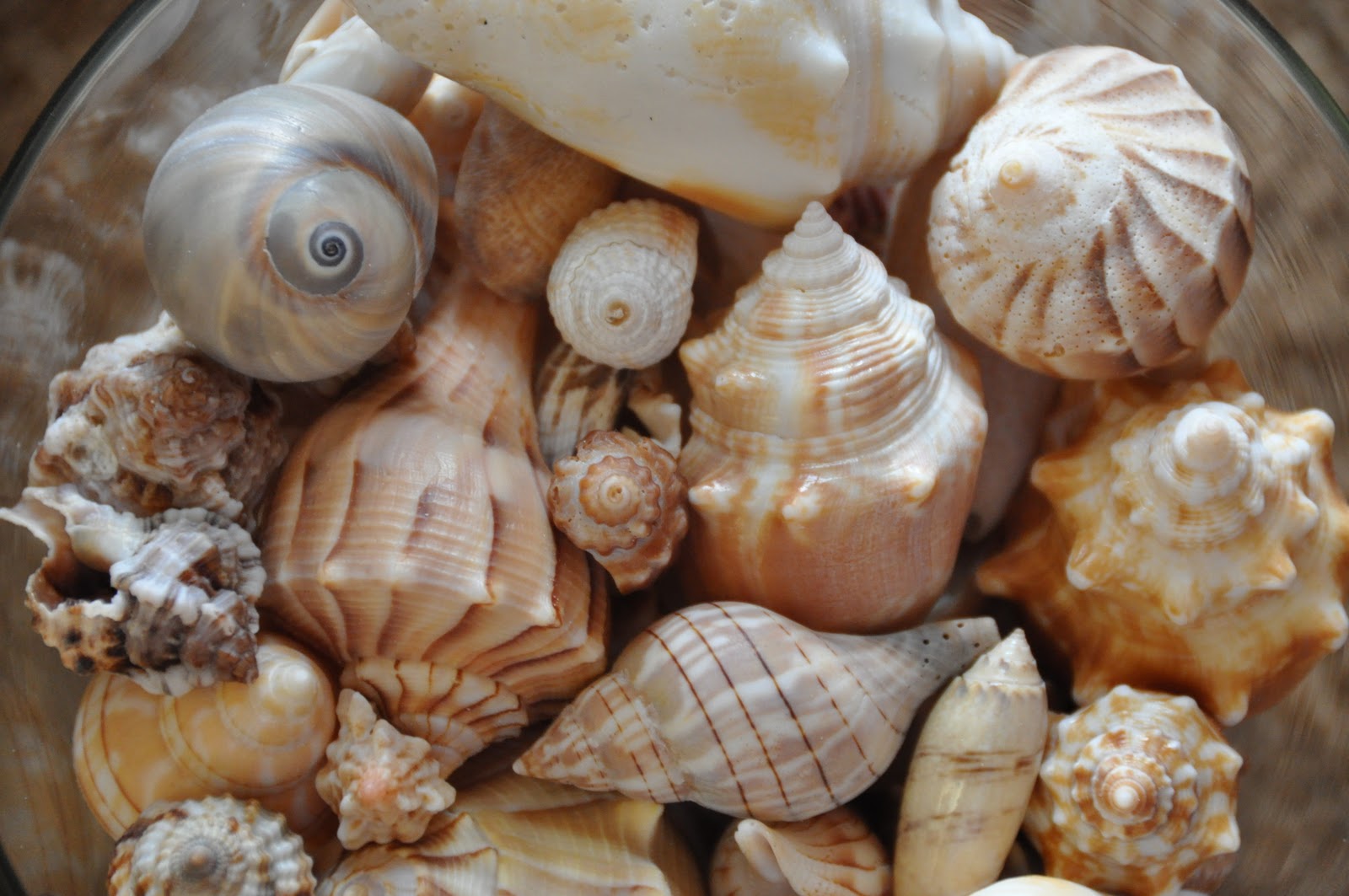 Four Sea Stars: shells, shells, shells...