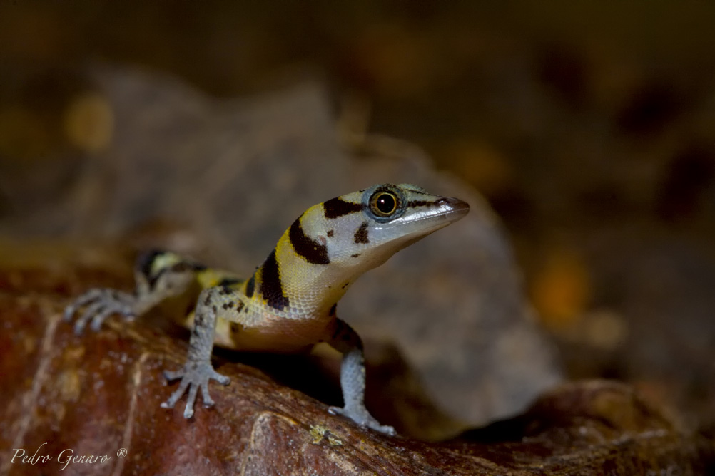 La cementera es inviable en Los Haitises