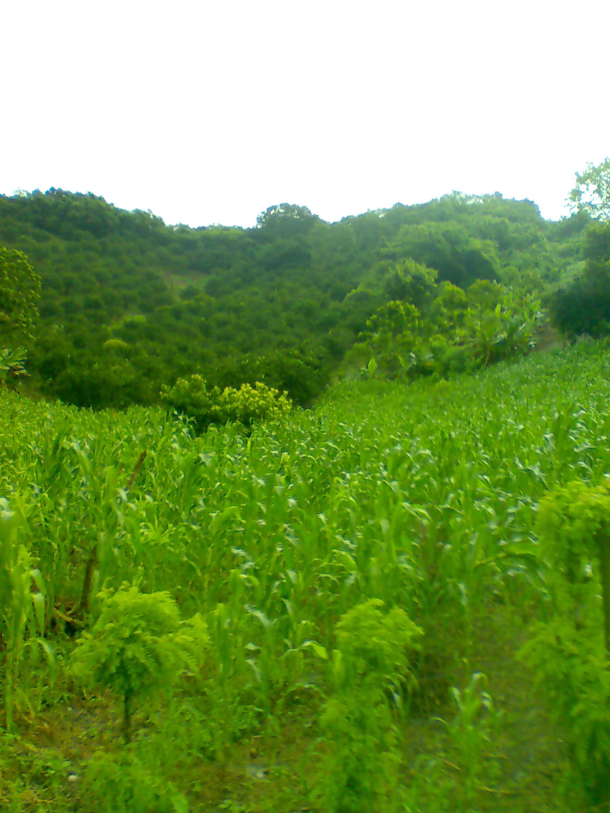 COMUNICANDO A PUEBLILLO Y EL LLANO PAPANTECO: FOTOS DE PUEBLILLO Y EL ...