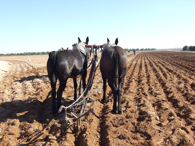 TOMILLAR TRADICIONES