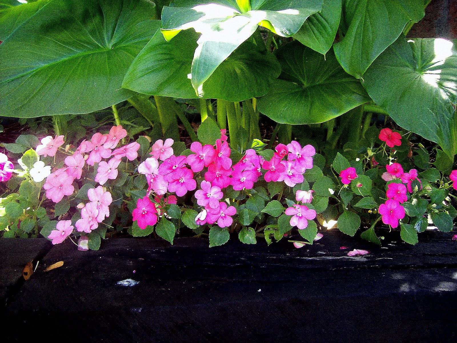 ~Greenberry~: 12 Tips para 12 flores