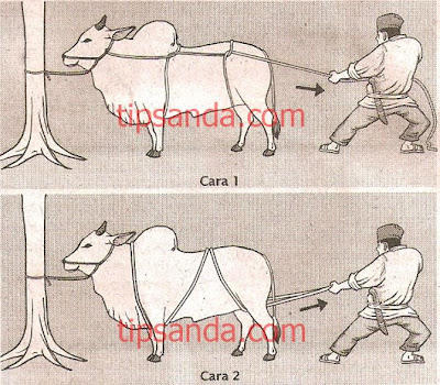 dE StoRi OpH miSs YongKi: TEKNIK PEMOTONGAN KUKU PADA SAPI, PEMOTONGAN ...
