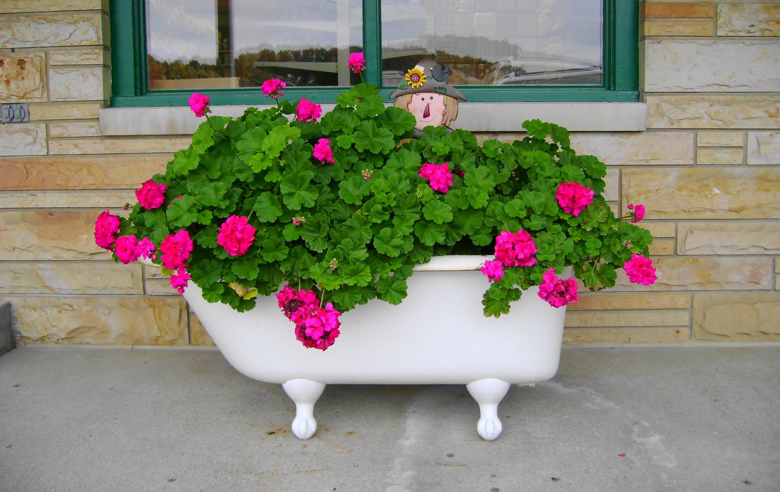 The Sunny Side of the Sun Porch: Pretty Tree and Bathtub Full of Geraniums