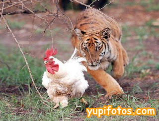 ecologiayuza: Predación