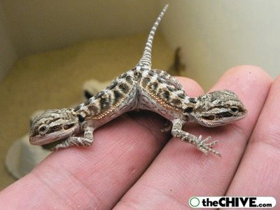 The Amazing Animals of Conjoined Twins