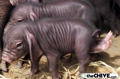 The Amazing Animals of Conjoined Twins