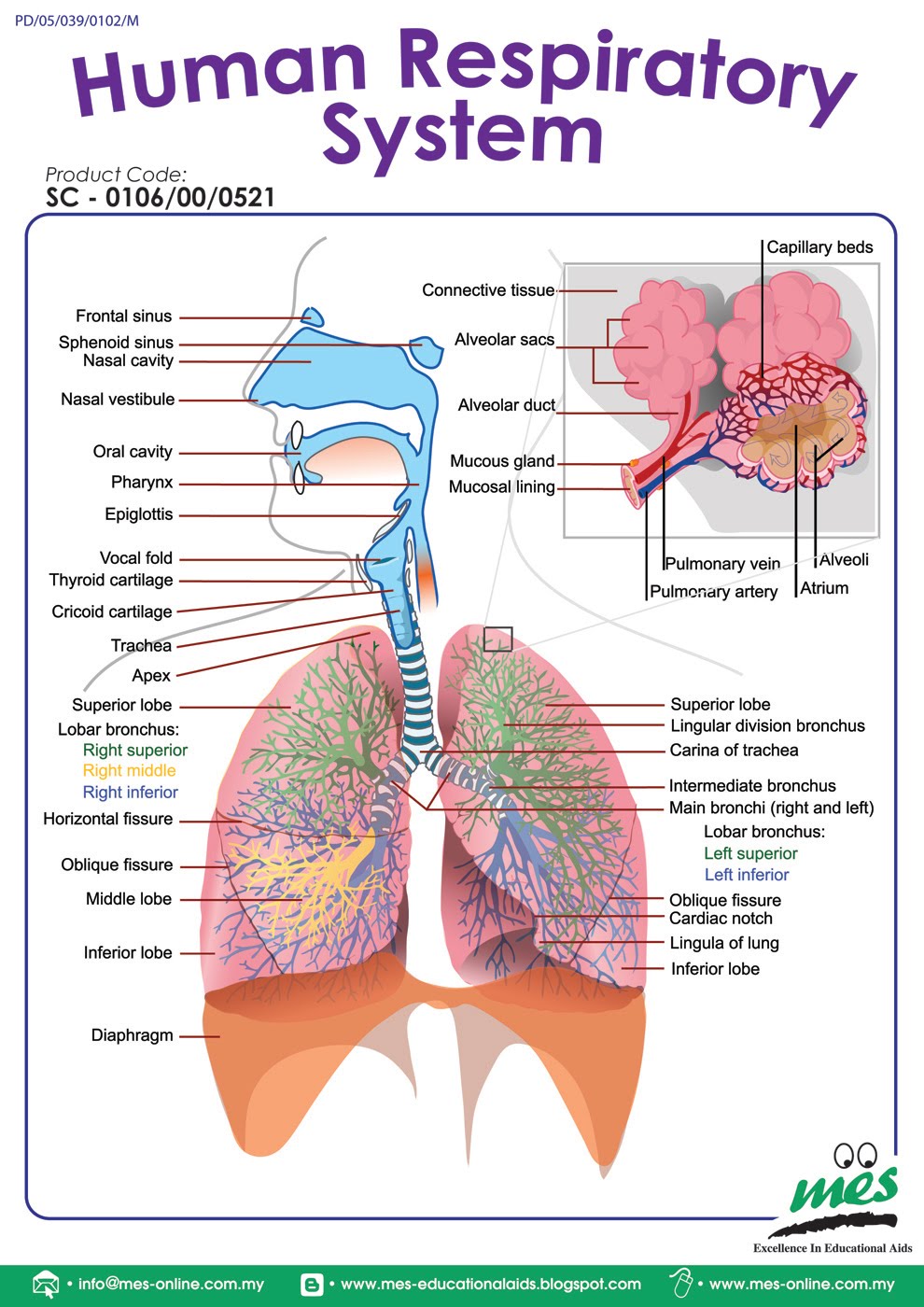 Makmur Educational Supplies Sdn Bhd: SC-0106/00/0521 HUMAN RESPIRATORY ...