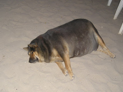 animaux comique: chien-obese