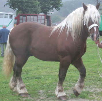 Mes amis les chevaux: comtois