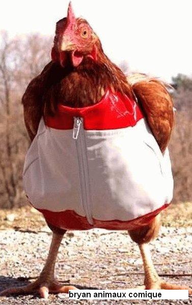 animaux comique: Coq