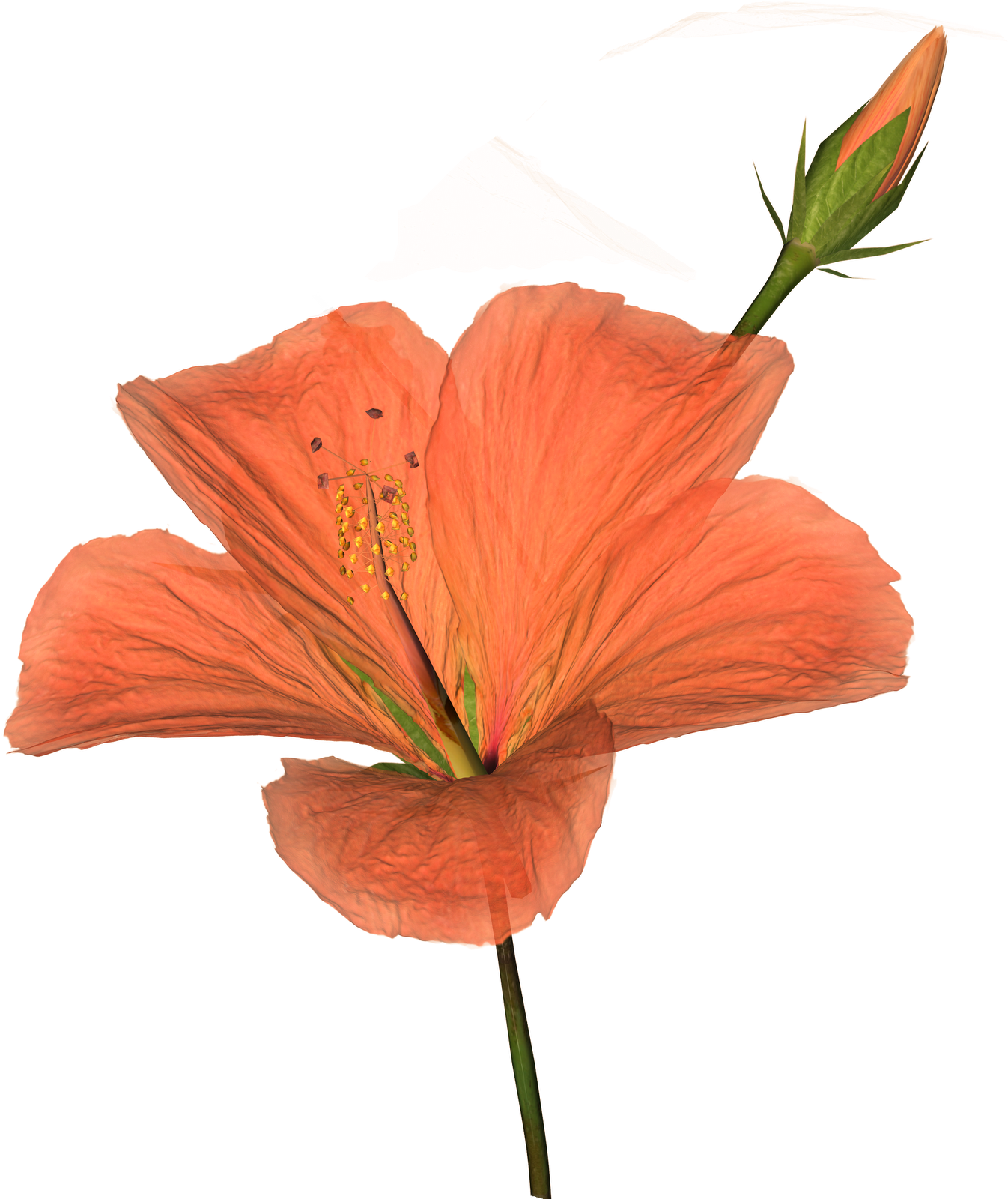 FLOWER PICTURES: flowers2