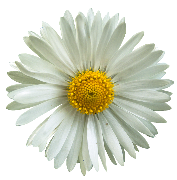 FLOWER PICTURES: FLOWER COLLAGE PICTURES AND EXAMPLES