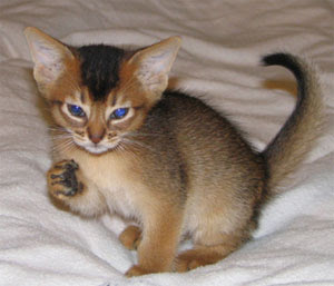 All about pets: Abyssinian