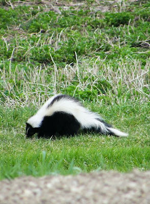 Palemaleirregulars: Great Horned Owls and a Wisconsin Skunk