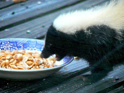 Palemaleirregulars: Skunk Friend Plus a Samantha the Raven Update