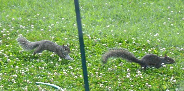 Palemaleirregulars: 2010-07-18