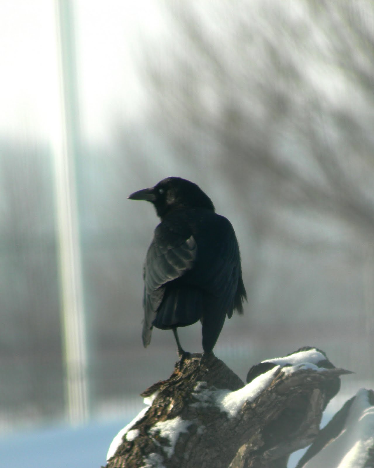 Palemaleirregulars: Crow Tricks-Chris, Carol, and Chris Crow Jr.