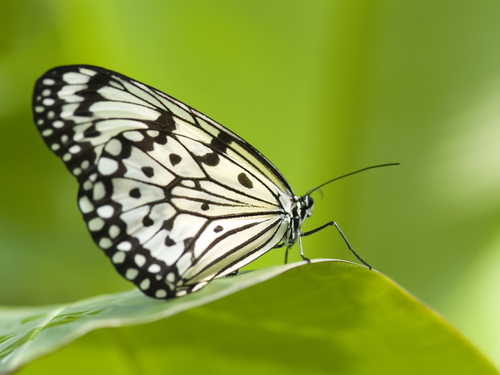 butterfiy butterfiy butterfiy | Encyclopedia of World Photo