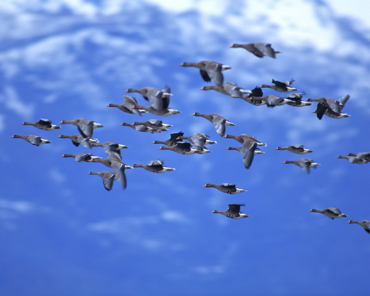 Bird Bird Bird Bird | Encyclopedia of World Photo