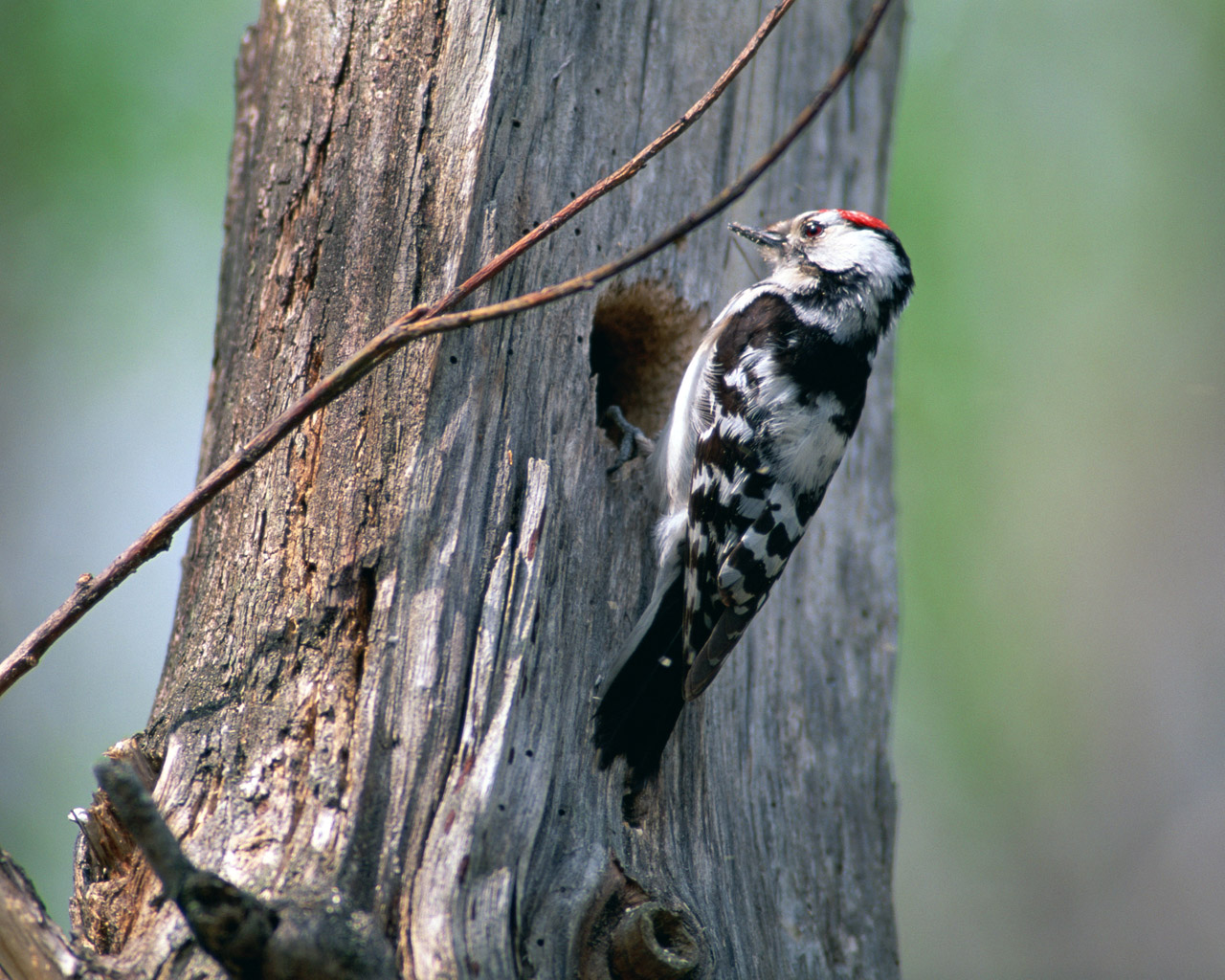 Bird Bird Bird Bird | Encyclopedia of World Photo