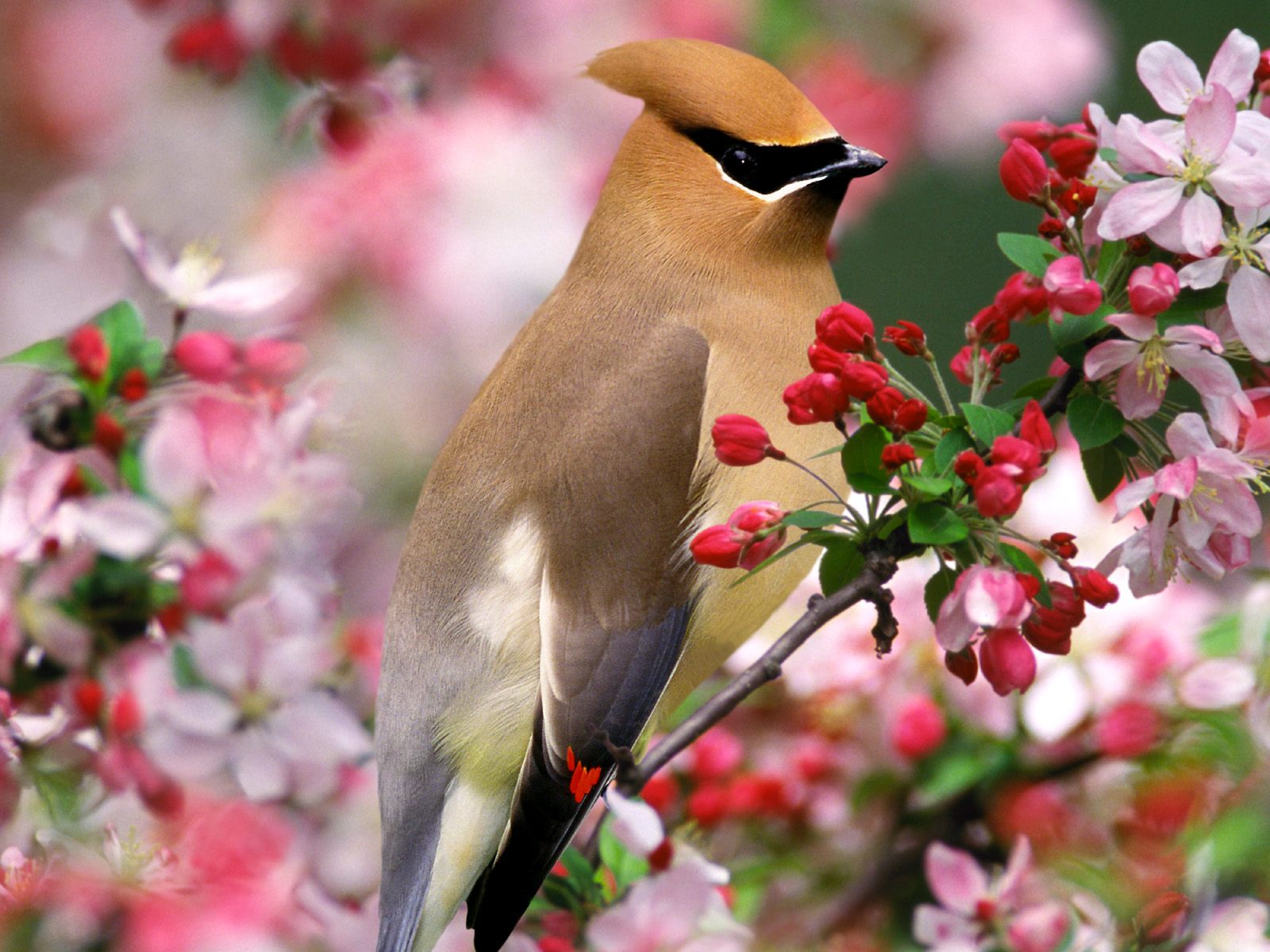 Bird Bird Bird Bird | Encyclopedia of World Photo