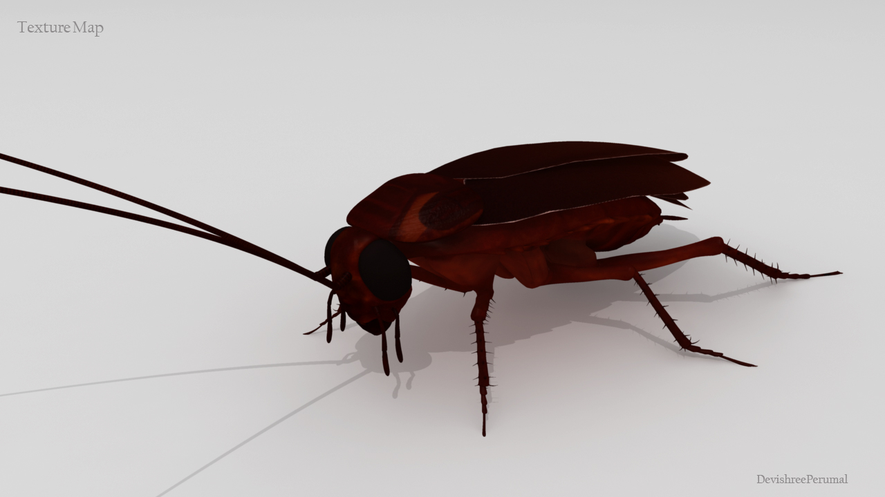 Devi's Blog: With Texture - Cockroach